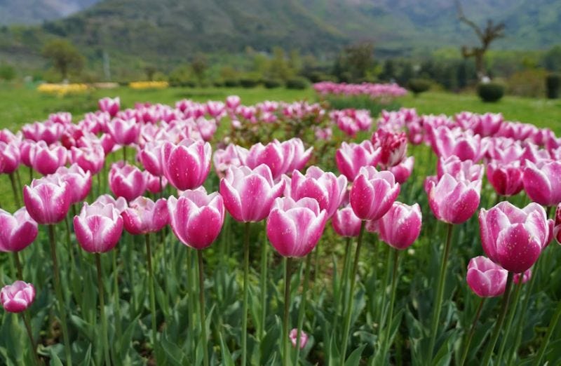 The Tulip Promise. By Sumiya Alif (A journey of healing… | by Sumiya ...
