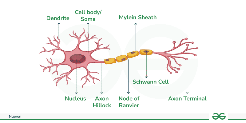The McCulloch-Pitts Neuron(MCP):A Foundation for Modern Artificial ...