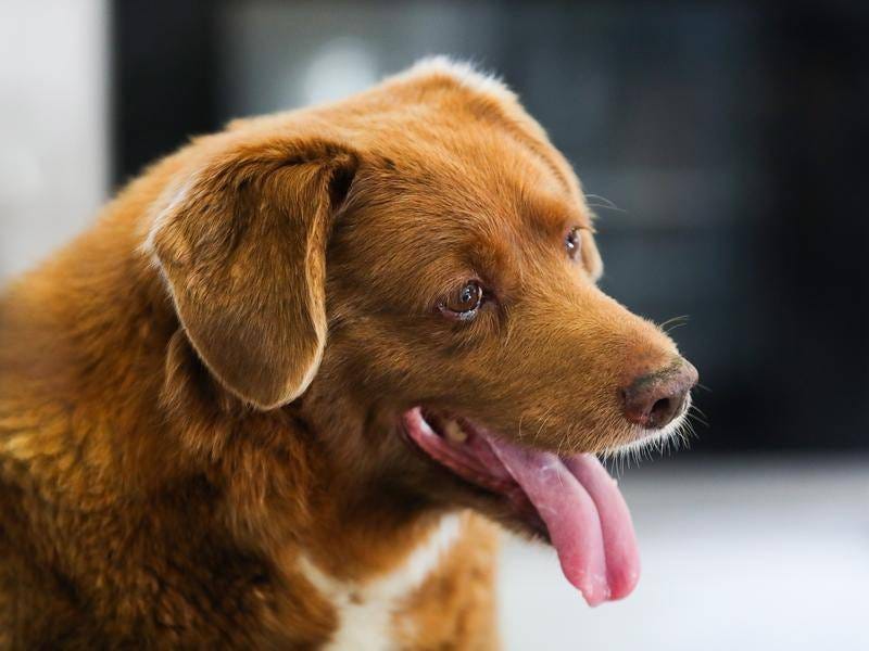 How long does the grieving process typically last after losing a dog ...