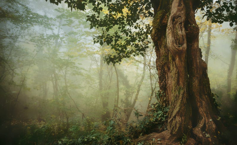 14 Ancient Forests That Were Here Long Before Homo Sapiens | by The ...