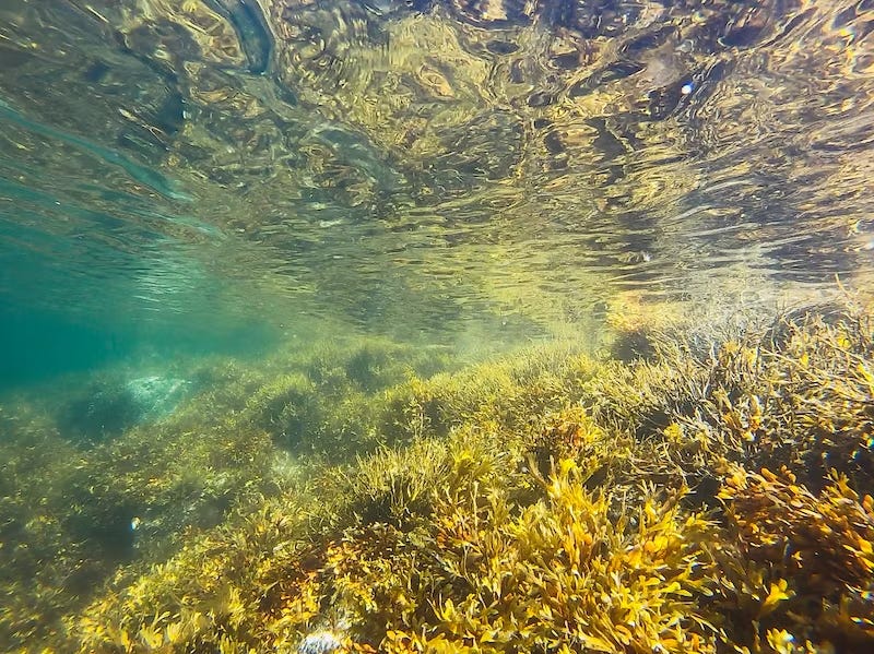 Natural Materials: Algae, a Marine Bioconcrete Alternative? | by ...