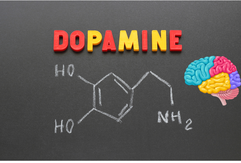 Dopamine | The universal currency of Focus and Motivation | by Saba ...