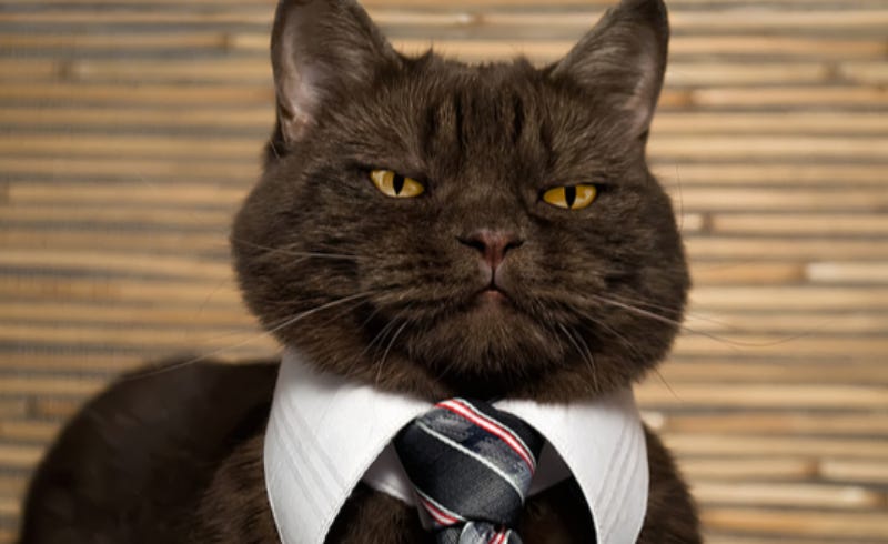 That’s It. I’m Putting My Cat in Charge of Feral Marketing Campaign ...
