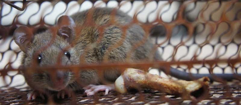 How to do Rat treatment at your place? | by Maria Engler | Medium