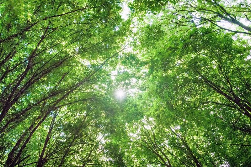 🌳 REDD+ Business Plan. Creating a business plan for a REDD+… | by Tim ...