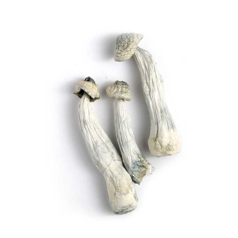 Albino Penis Envy Mushrooms — A Complete Guide | by diamond shruumz ...