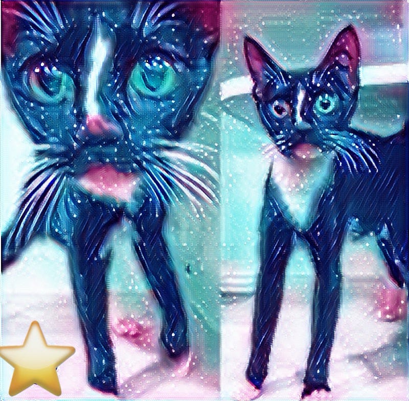 Creepy cat poem - Maxine Thornborrow - Medium