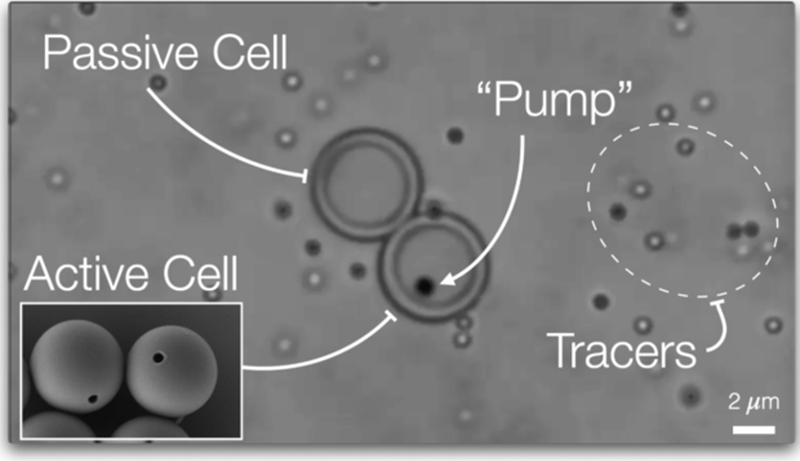 Scientists create artificial cells that mimic the functions of living ...