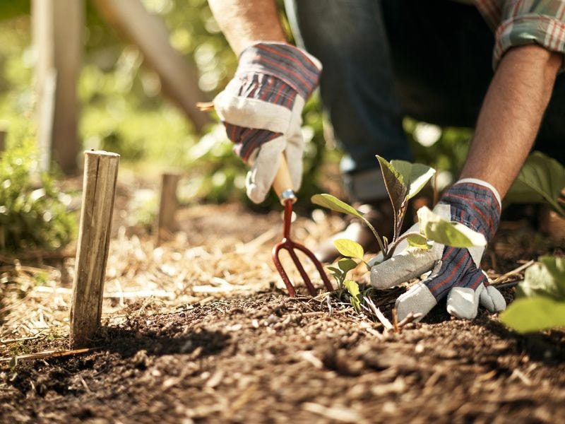 Importance of Site Seeding. In order for your seeding process to… | by ...