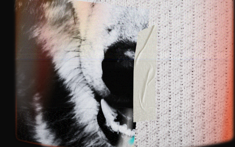 Beware of the Wolves in Merino. In September 2023, Sam-Bankman Fried’s ...