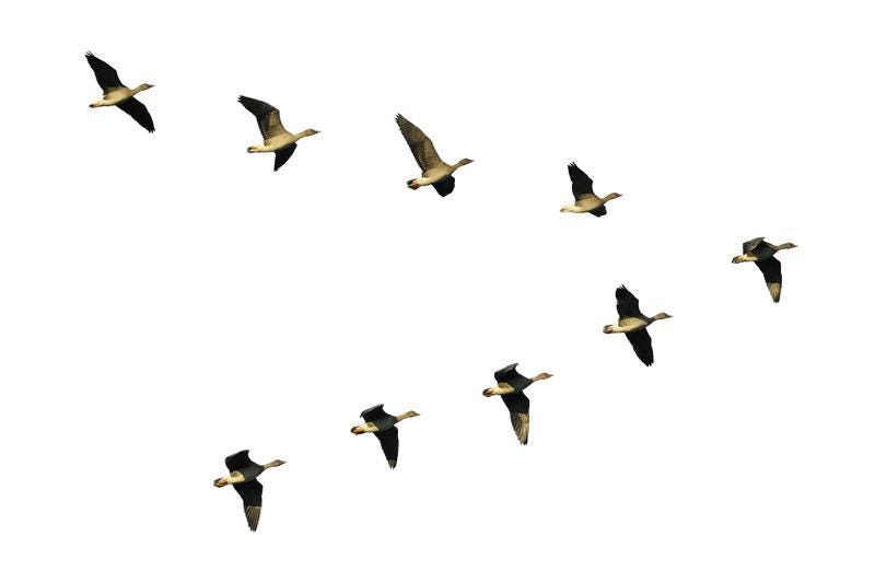 How I transformed “multiple Scrum teams” into “multiple team Scrum ...