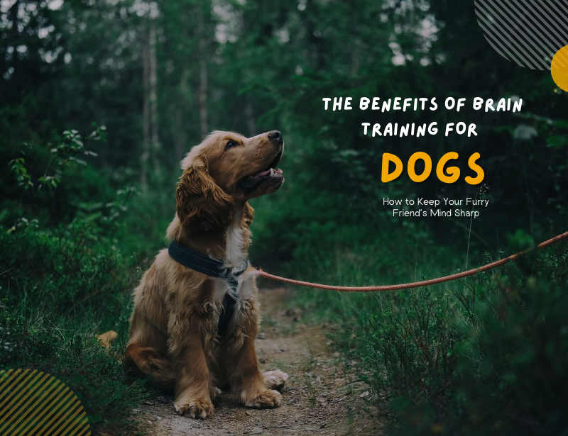 The Benefits of Brain Training for Dogs: How to Keep Your “Furry Friend ...