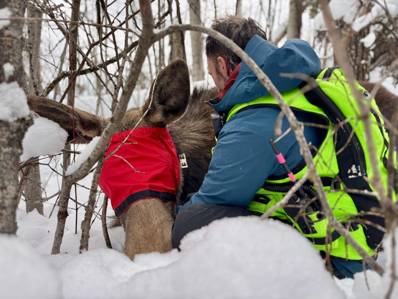 Moose monitoring continues in northeast Washington | by The Washington ...
