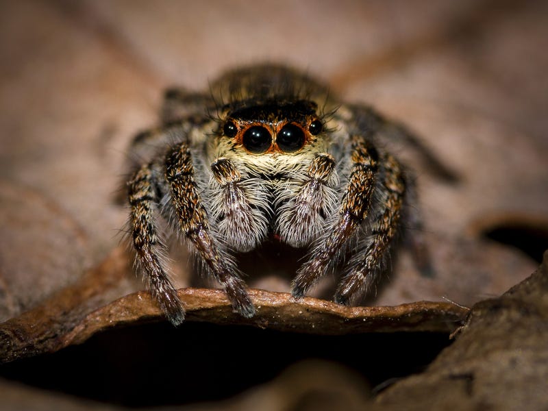 Did you know that male spiders actually masturbate? | by James Right ...