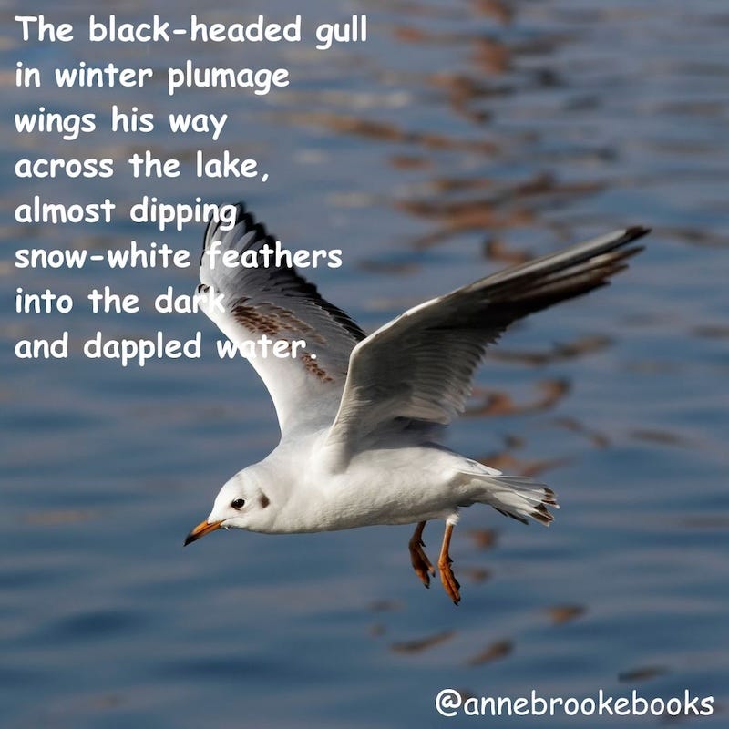 Poetry: Black-Headed Gull - Anne Brooke - Medium