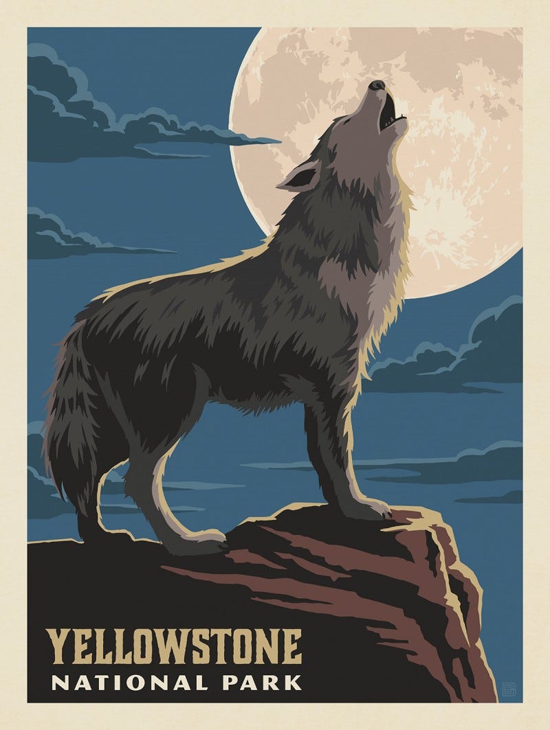 Wolves of Yellowstone. After almost becoming extinct in… | by Chutson ...