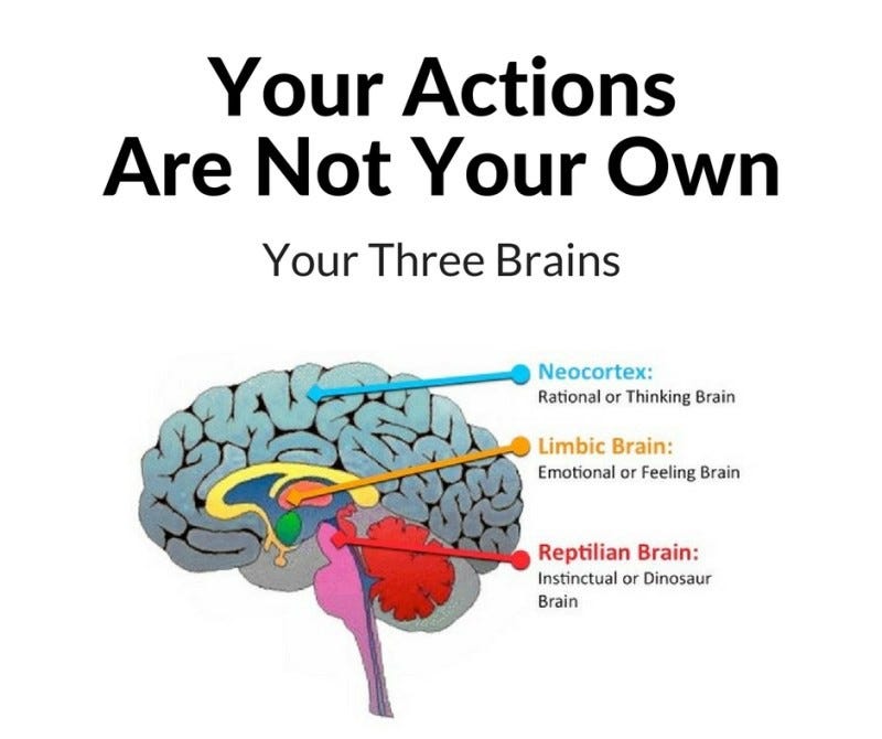 Why Are the 3 Brains Theory the Most Powerful Coaching Solution? | by ...