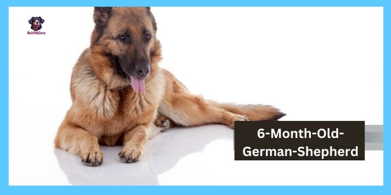 6-Month-Old German Shepherd: Dr. Own 99 Practical Tips - Dr.Arif Aziz - Medium