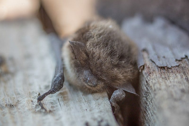 Going Batty. One time, a bat got stuck in the sink… | by Anna Eick | Medium