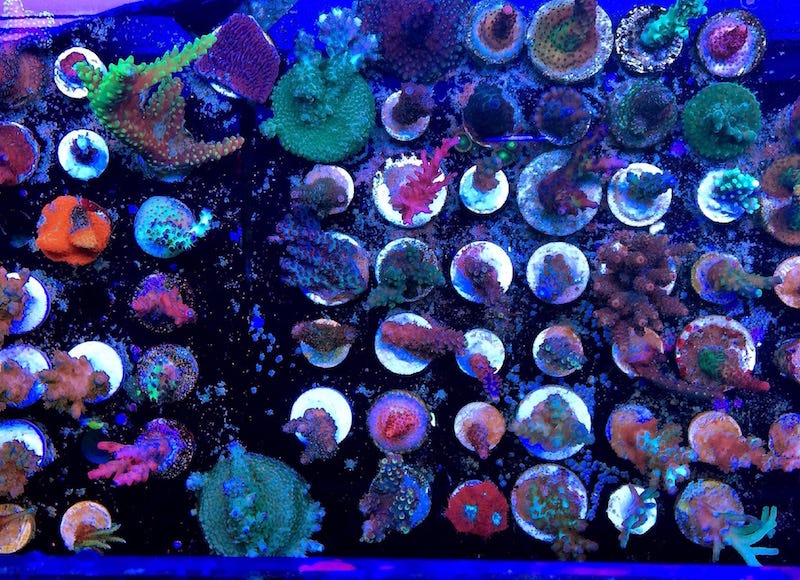 All You Need to Know About Coral Frags | Medium