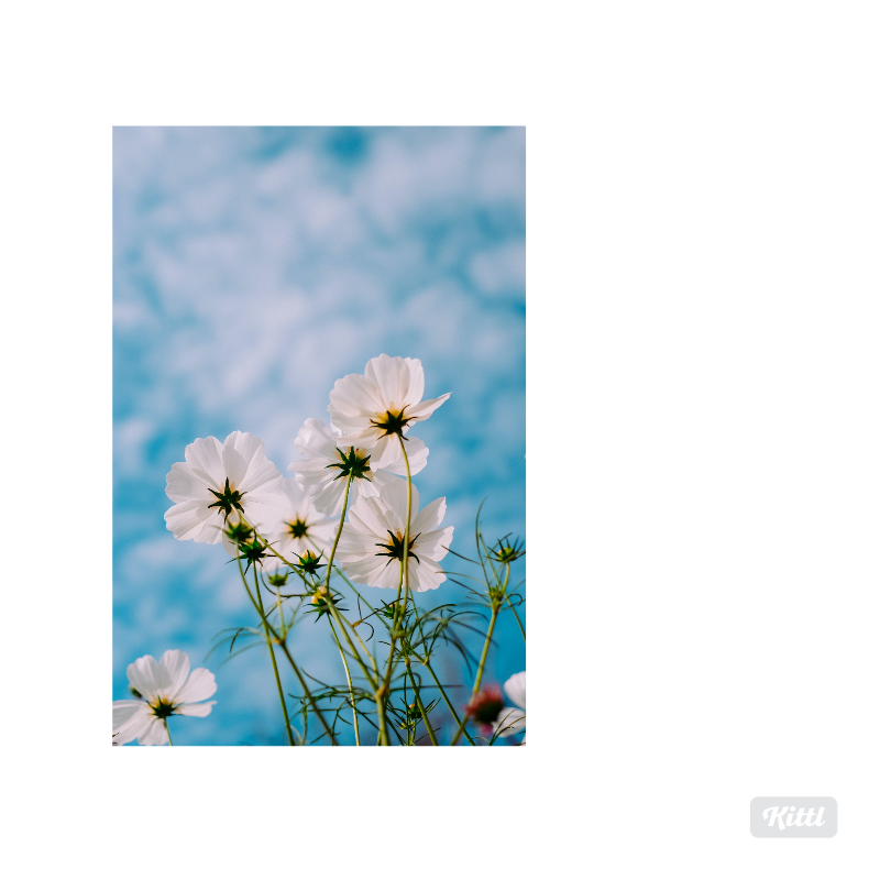 “Nature’s Symphony: A Summary of ‘Silent Spring’” | by Life Line | Dec ...