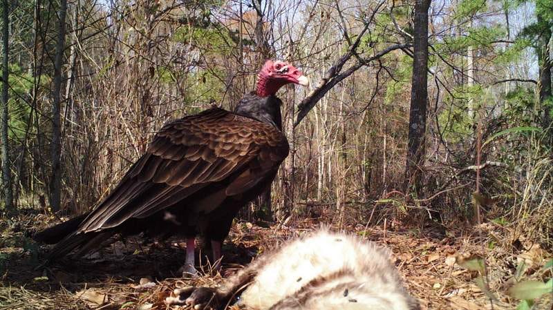 The Old Buzzard. A haiku: prompt ‘ripe’ | by Glenda Thompson (aka Ada ...