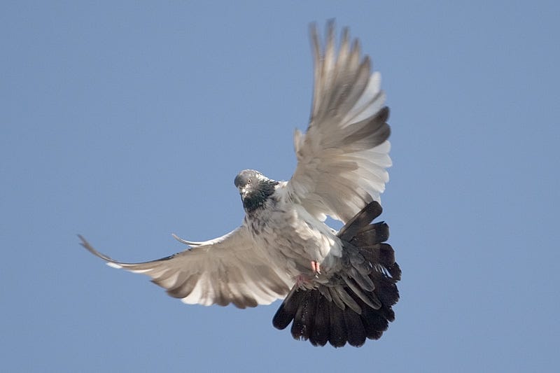 The survival of contemporary pigeon post | by Artem | Medium