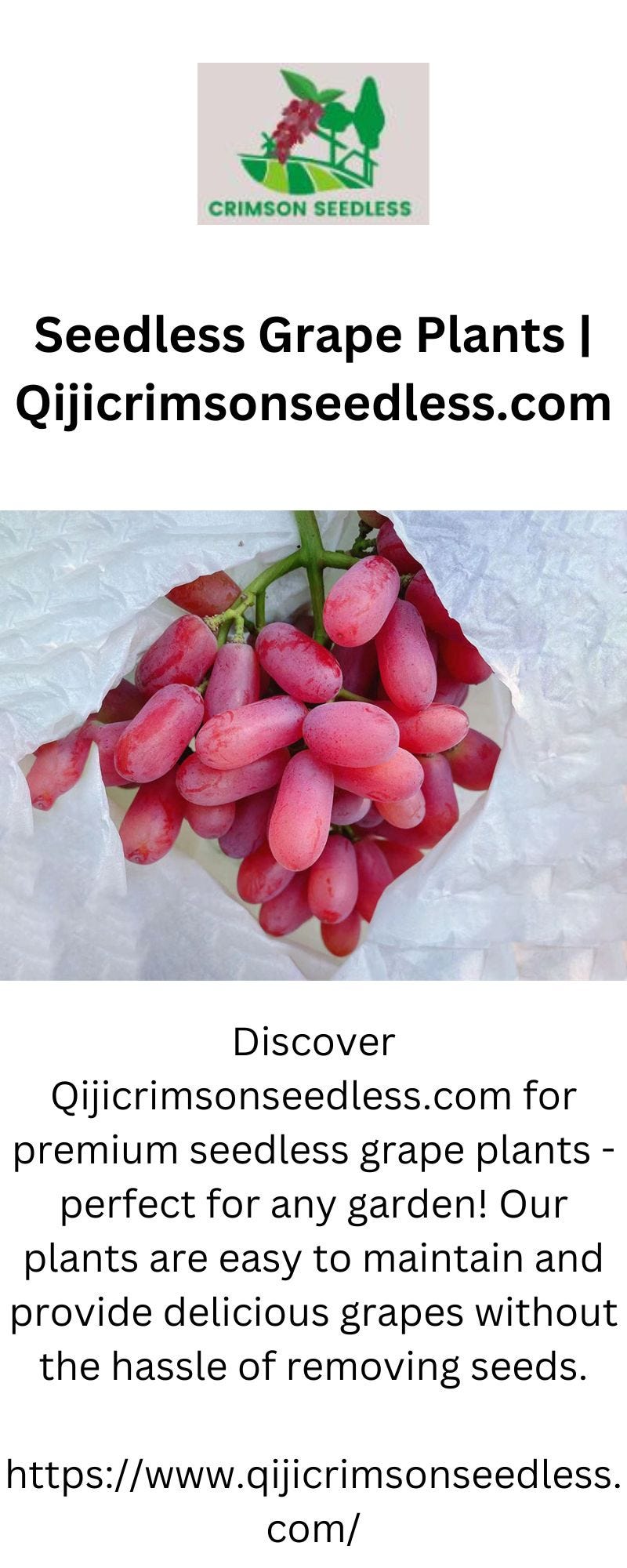 Seedless Grape Plants | Qijicrimsonseedless.com - Qijicrimson seedless ...