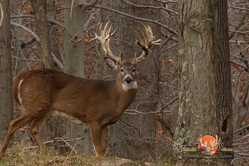 Top Tips for Choosing the Perfect Guided White Tail Hunt | by Best Deer ...