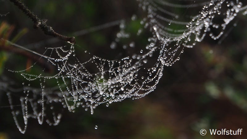 Vicious Hologram - Wolf Poems - Medium