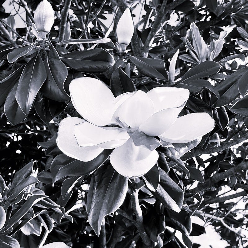Nature is Still Beautiful in Black and White | by Sherry Atkinson | Six ...