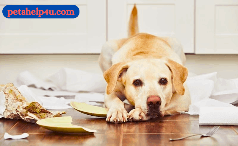 How to Treat Colitis in Dogs Naturally | by Petshelp4u | Medium