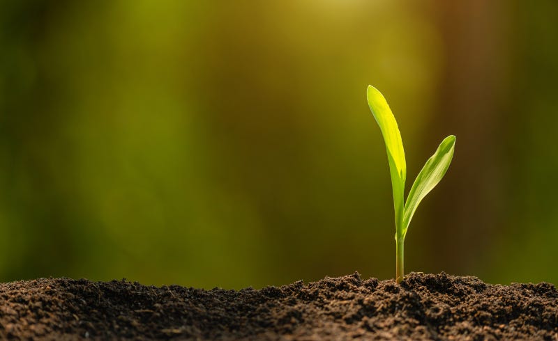 Small Steps With a Big Impact for the Environment | by The Good Men ...