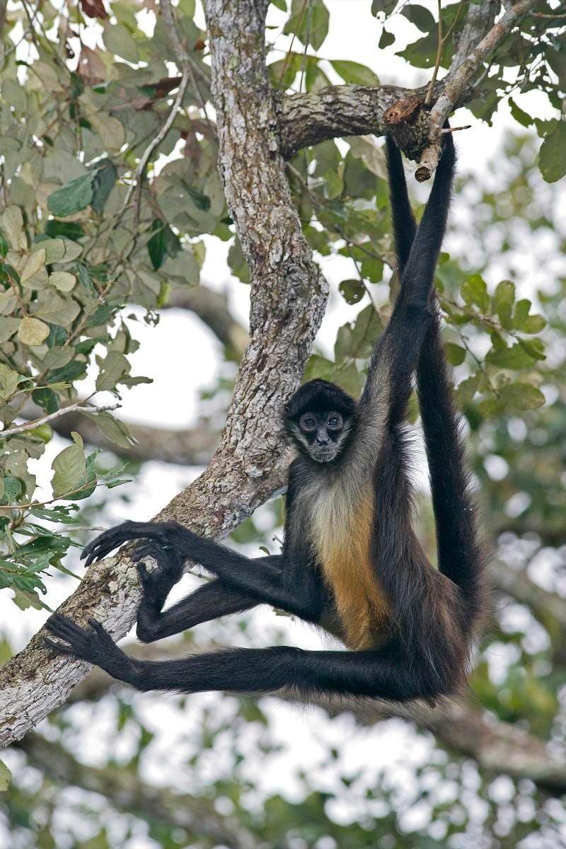An Ethics of Life From a Spider Monkey Perspective | by Mind-Chips ...