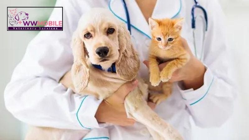 Doorstep Veterinary Services: Portsmouth Home Visits | by WW Mobile ...