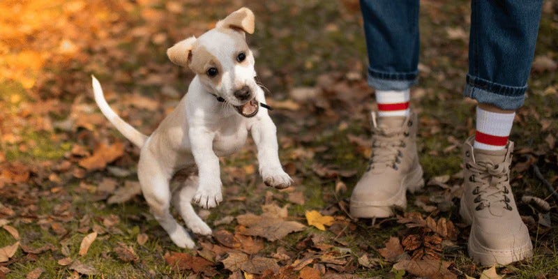 Buy Jerky Treats for Dogs. Bake and grill your furry friend to… | by ...