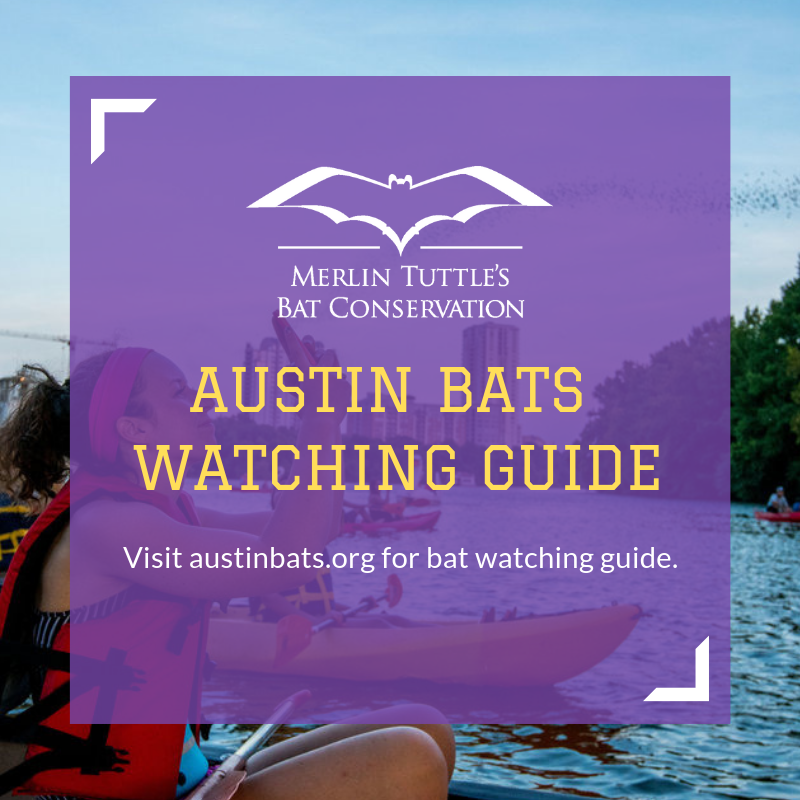 Brazilian Free-Tailed Bats — America’s Most Famous Bats | by Merlin Bat ...