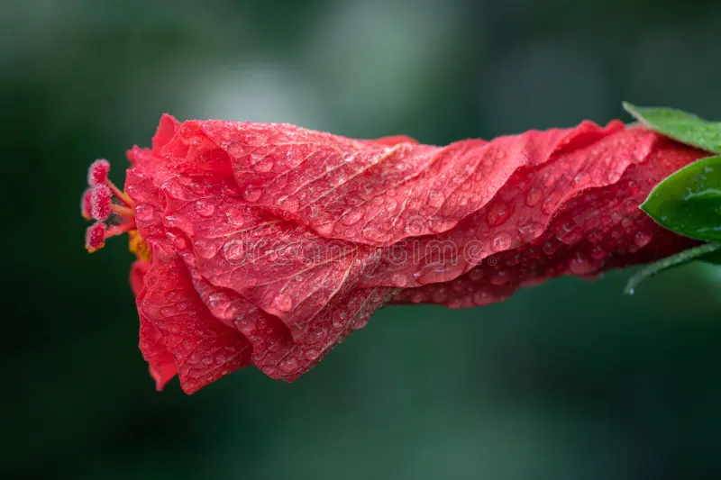 And When I Die…. A Poem to Celebrate the Beauty of Life | by Marilyn ...