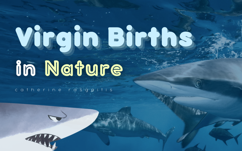 Parthenogenesis Shark