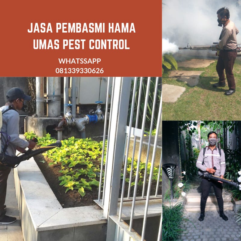 ja081339330626 Jasa Pembasmi Hama Bali | by Elony Efrata | Medium
