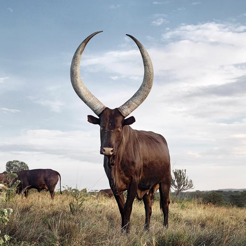 🟥Rule of Thumb For Bovine Roller Coasters. | by Denis W. ASIIMWE | Dec ...