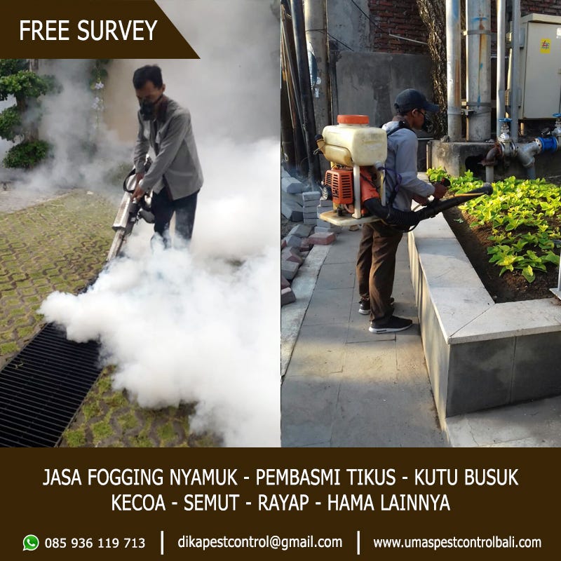 Fogging Mosquito Service Canggu. Signs of Mosquito | by Dika Saputra ...