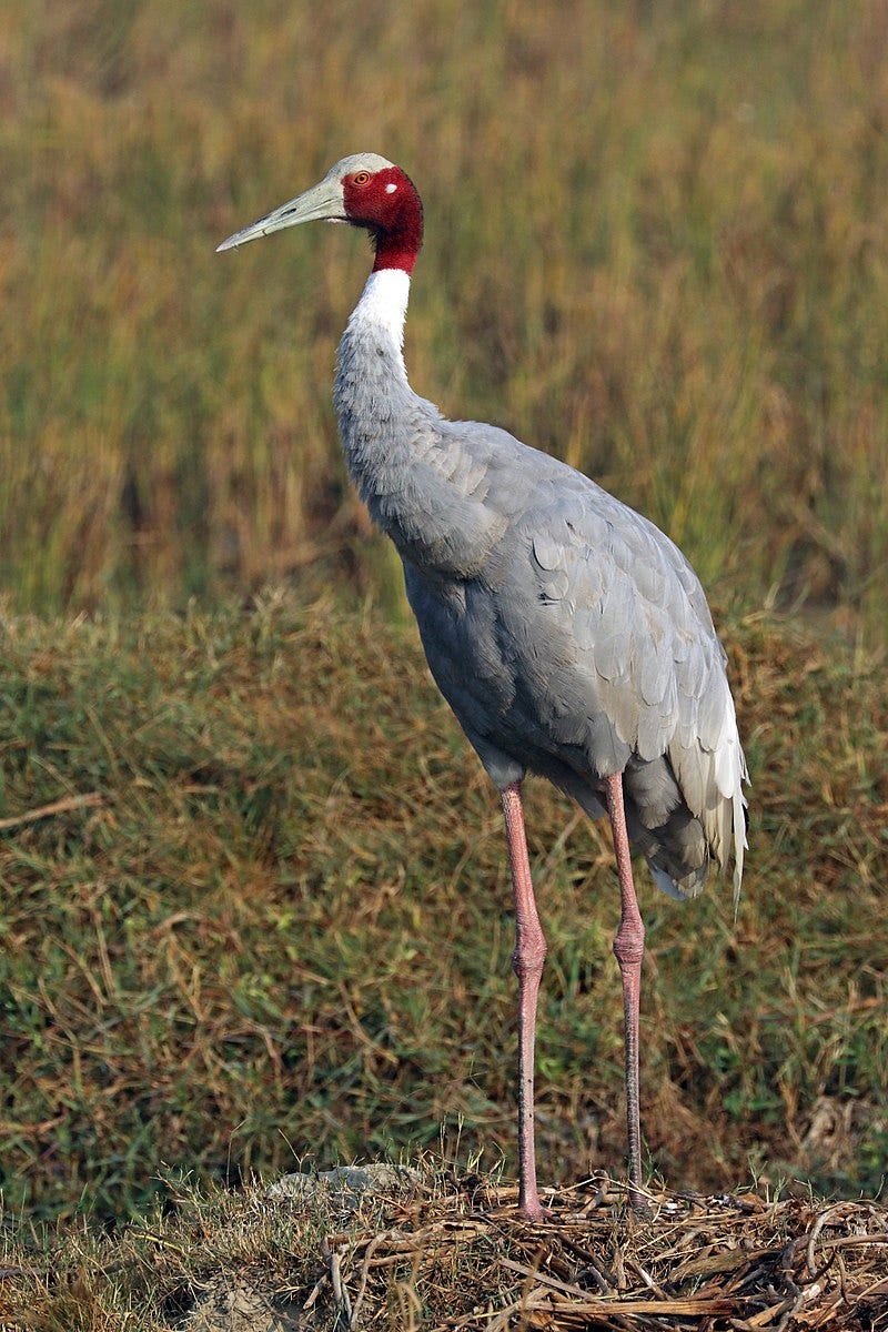 The Crane Bird: A Beautiful and Graceful Species | by Rana Affan | Nov ...
