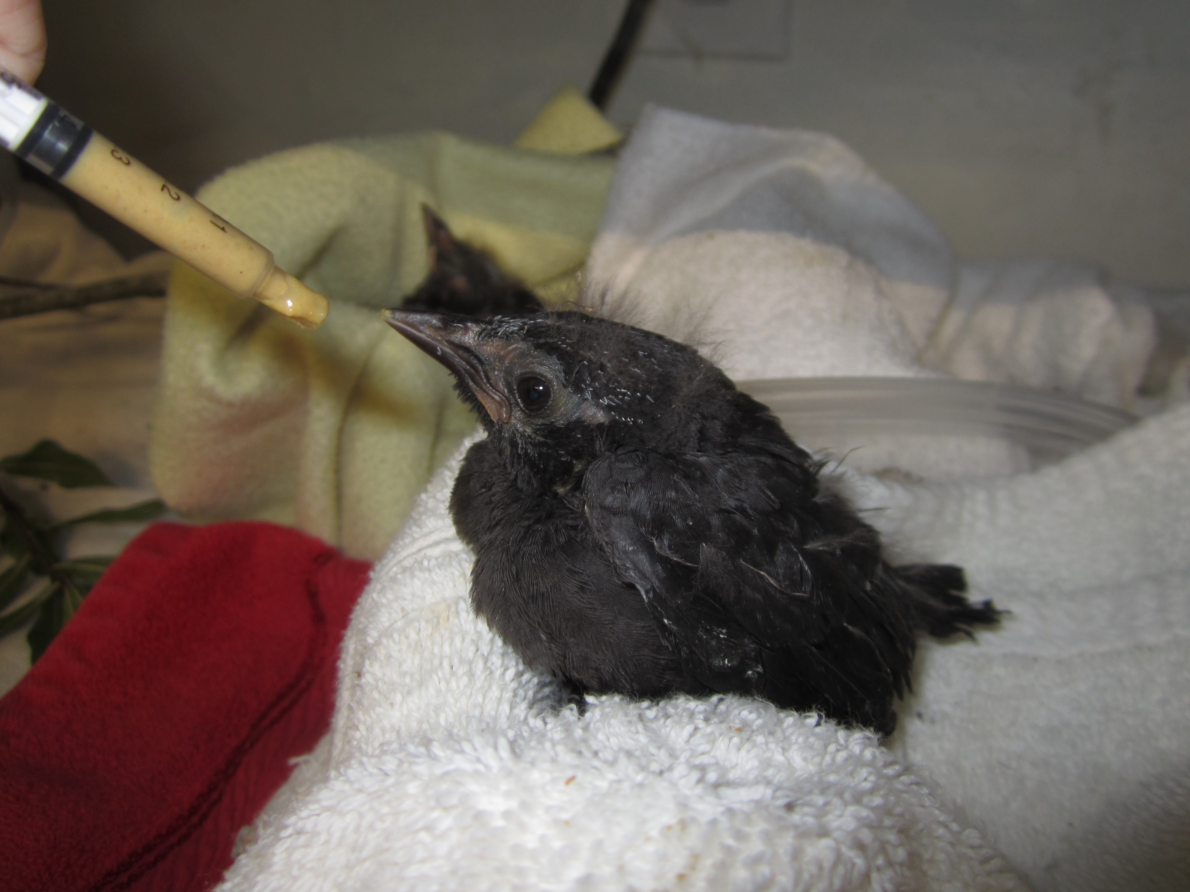 Baby Great Tailed Grackle