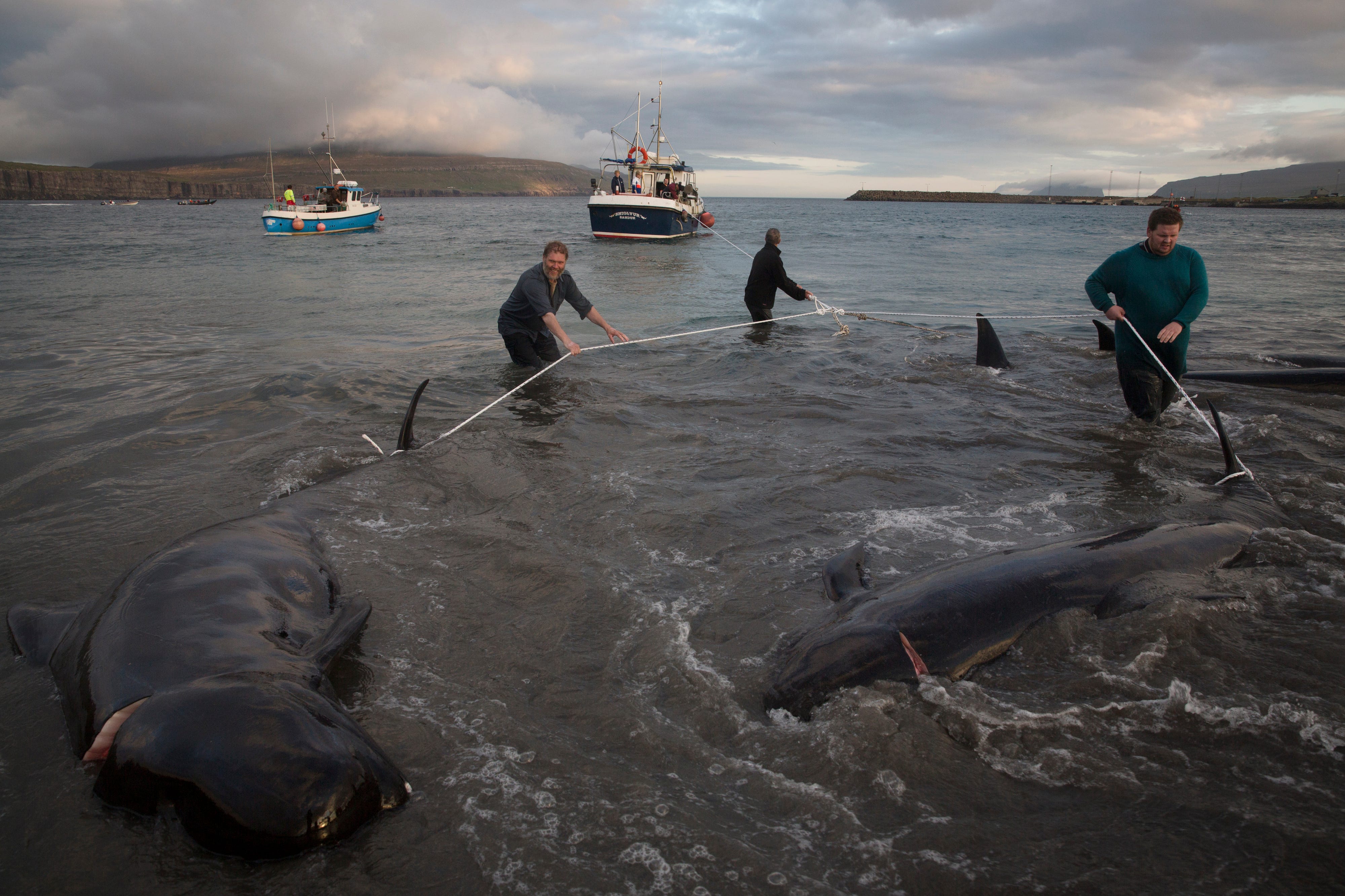 Inuit Whale Hunting
