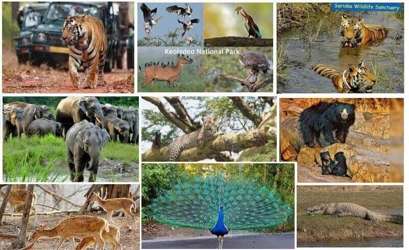 Safari Spectacles: Explore Rajasthan’s Top Wildlife Havens | by ...