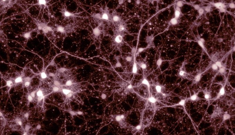 Our Minds Work in Cycles, with Each Thought, Action, Memory, and ...