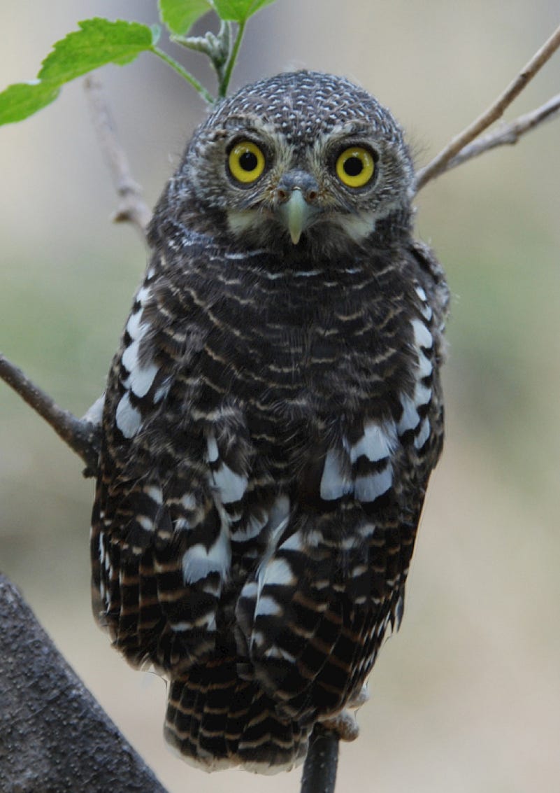 Owl’s Climate Siren | by Andrew Abranches | Jan, 2025 | Medium