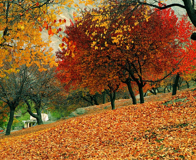 Hunza Autumn Tour 2024–2025. Autumn in Hunza: A Magical Experience | by ...