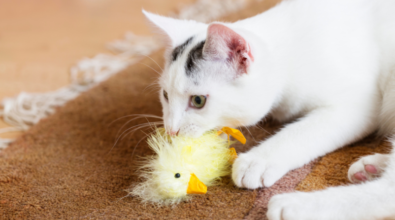 Exploring the Wild from Home The Phenomenon of Pet Safaris | by Pet ...